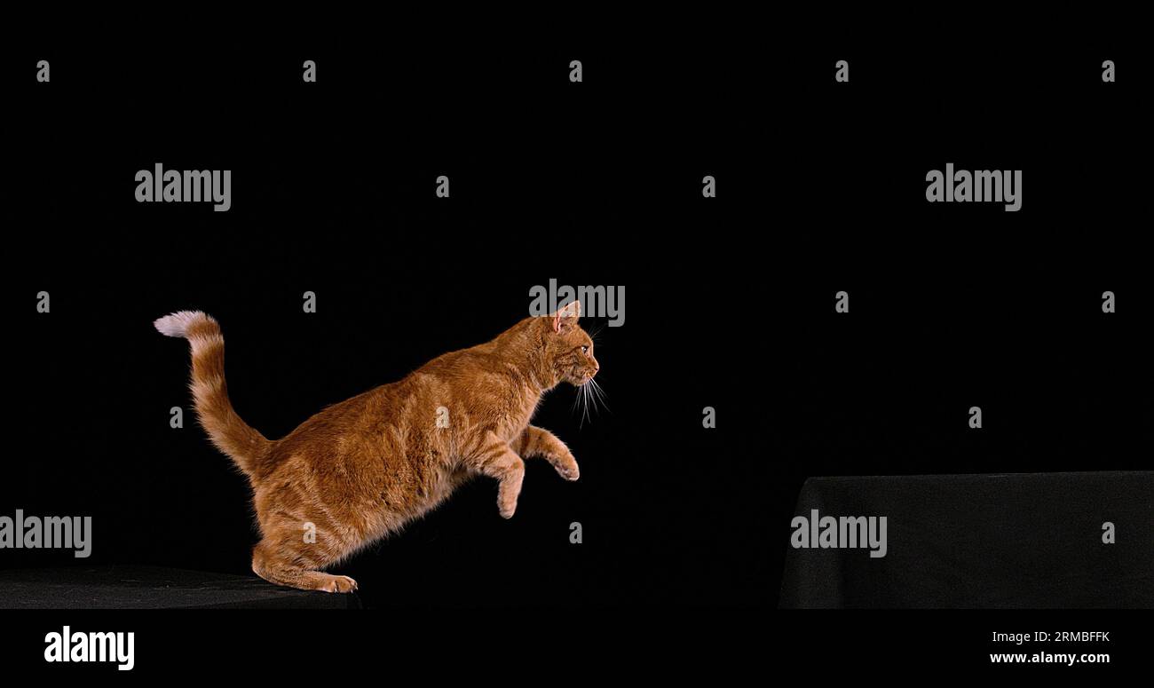 Red Tabby Domestic Cat, Adult Leaping against Black Background Stock ...