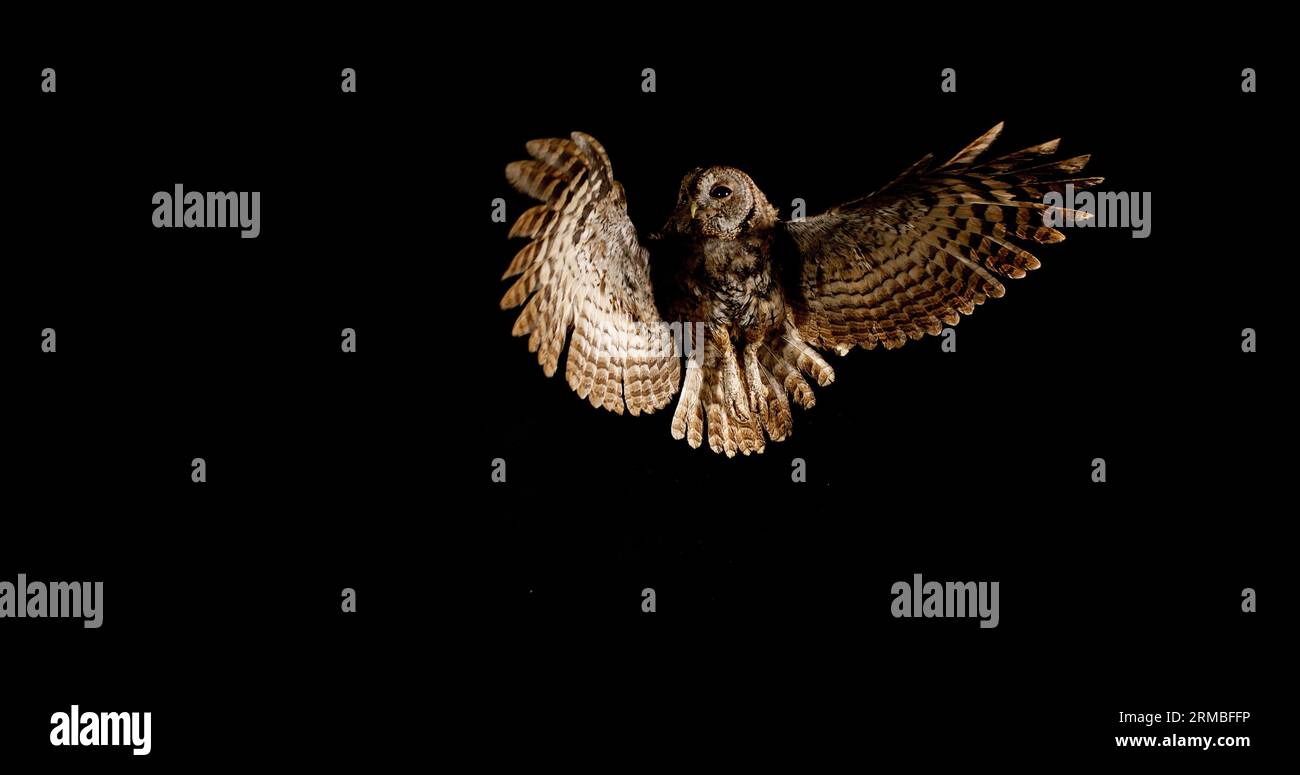 Eurasian Tawny Owl, strix aluco, Adult in Flight, Normandy Stock Photo ...