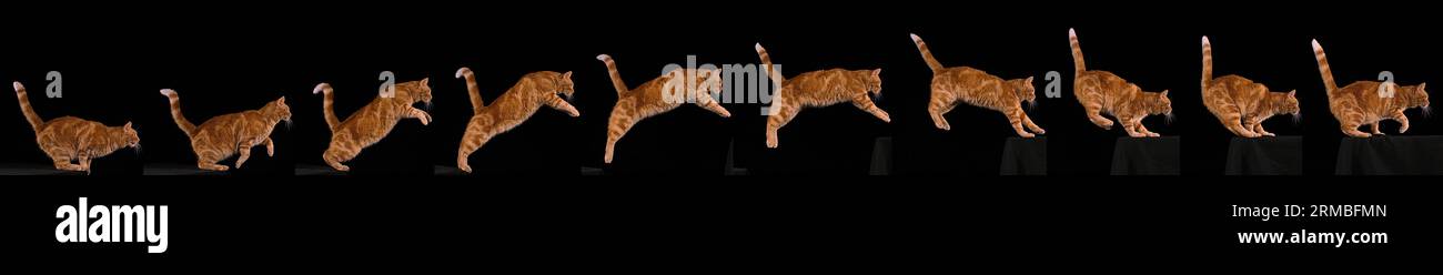 Cat jump sequence hi-res stock photography and images - Alamy