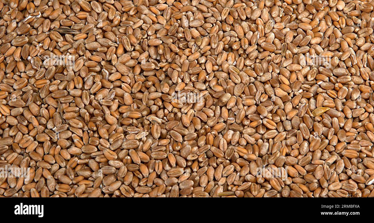 Triticum sp hi-res stock photography and images - Alamy