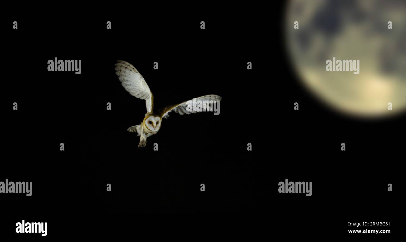 Moon and Barn Owl, tyto alba, Adult in flight, Normandy Stock Photo - Alamy