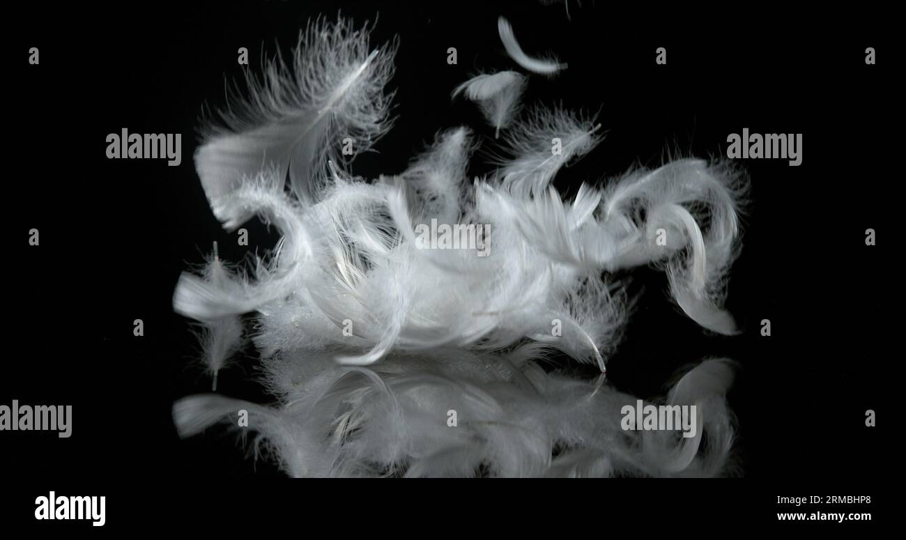 White Feathers Falling against Black Background Stock Photo - Alamy