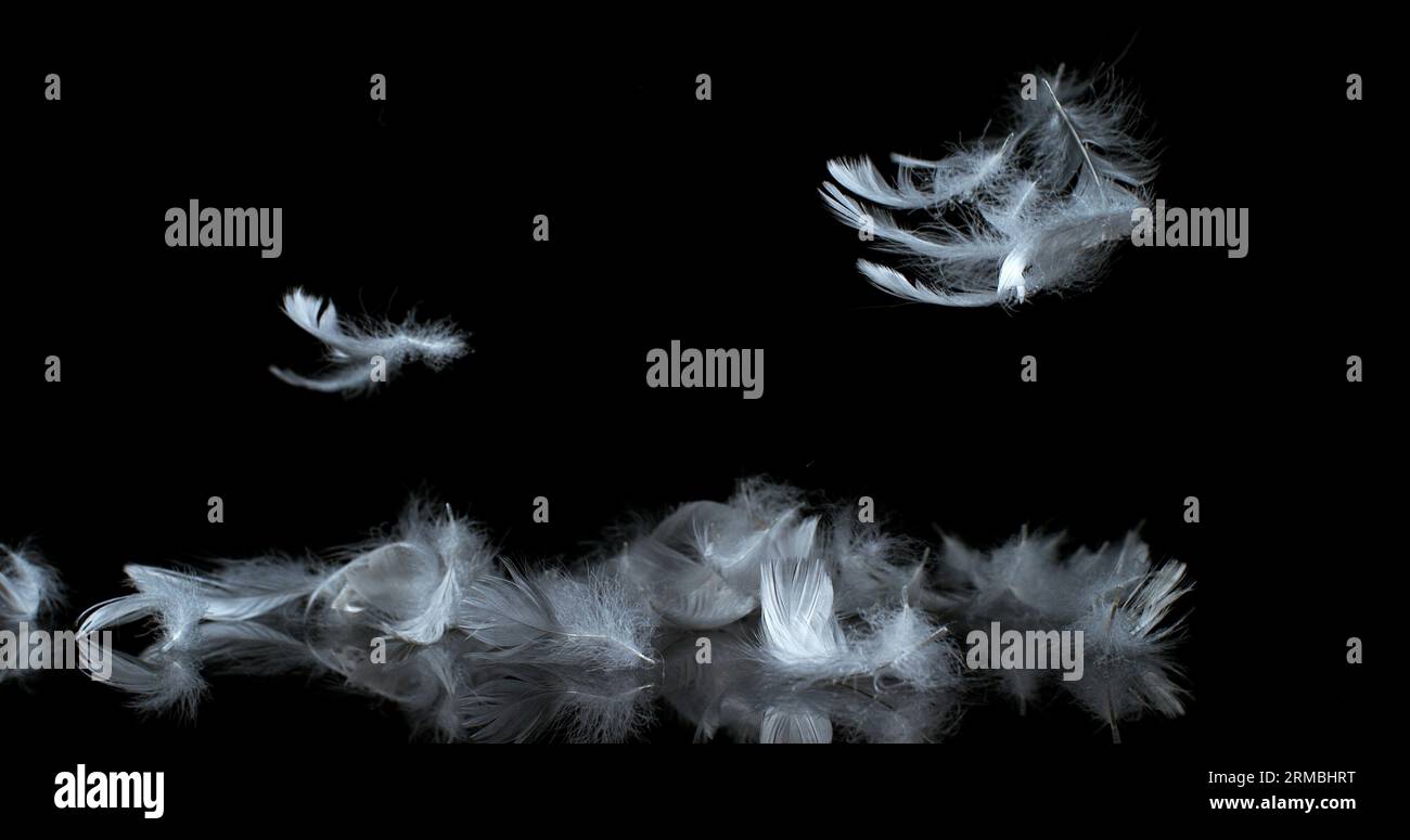 White Feathers Falling against Black Background Stock Photo - Alamy