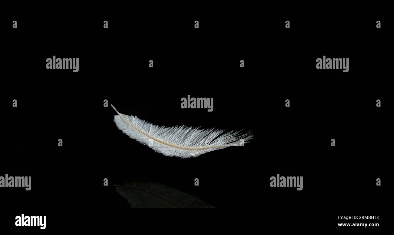 Feather photo frames hi-res stock photography and images - Alamy