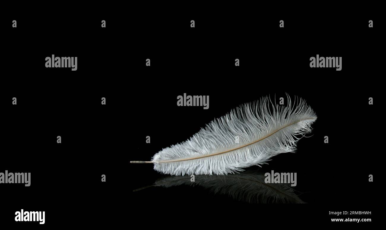 White Feather Falling against Black Background, Normandy Stock Photo ...