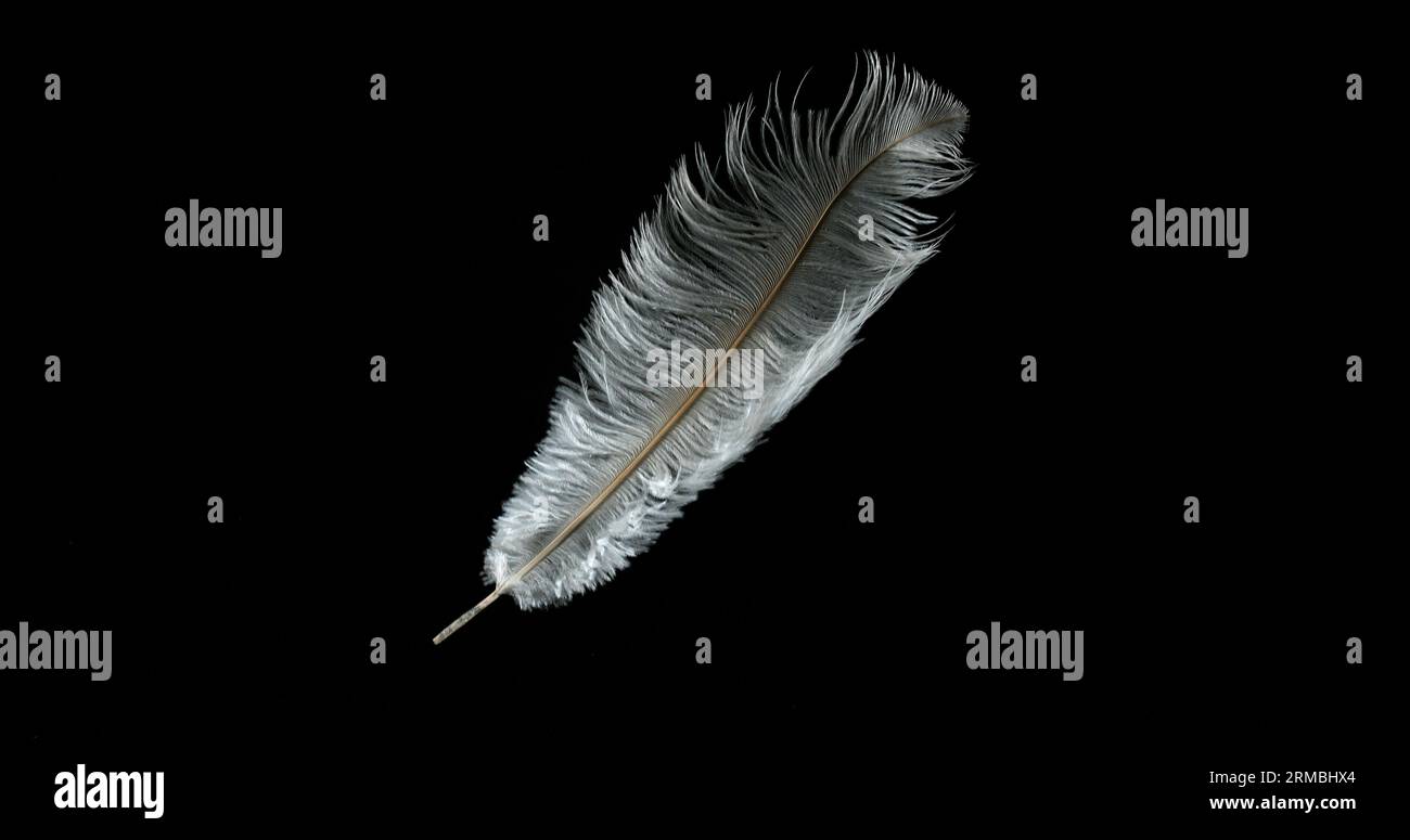 White Feather Falling against Black Background, Normandy Stock Photo ...