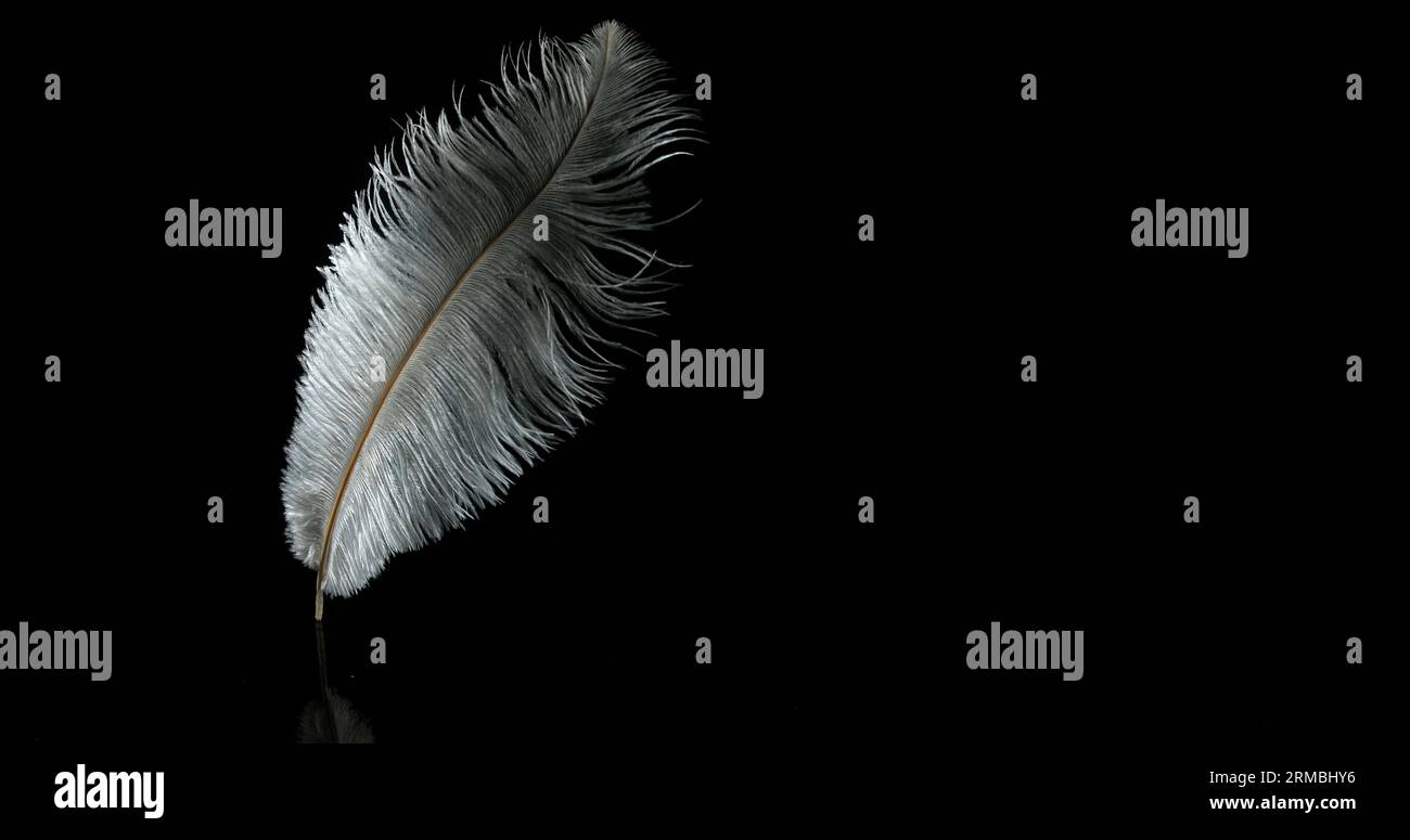 White Feather Falling against Black Background, Normandy Stock Photo ...
