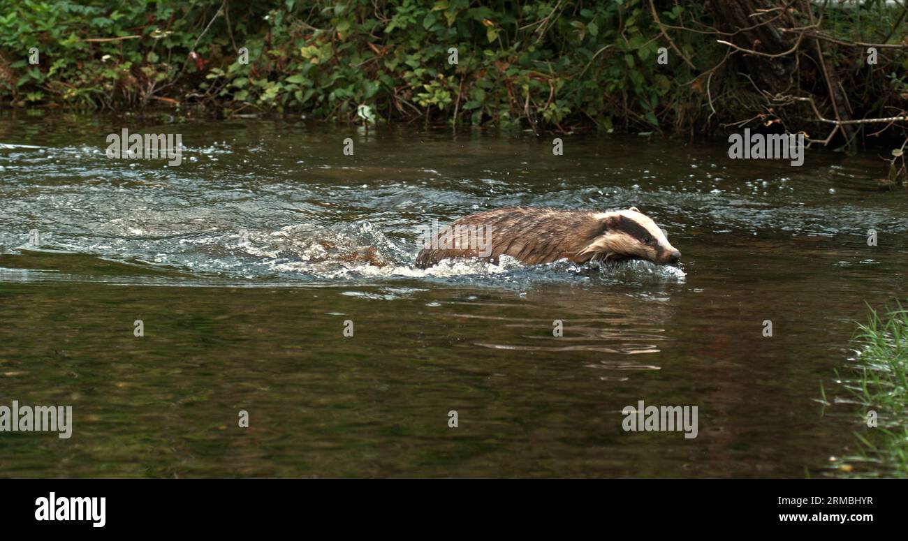 European Badger, meles meles, Adult running through Water, Normandy ...