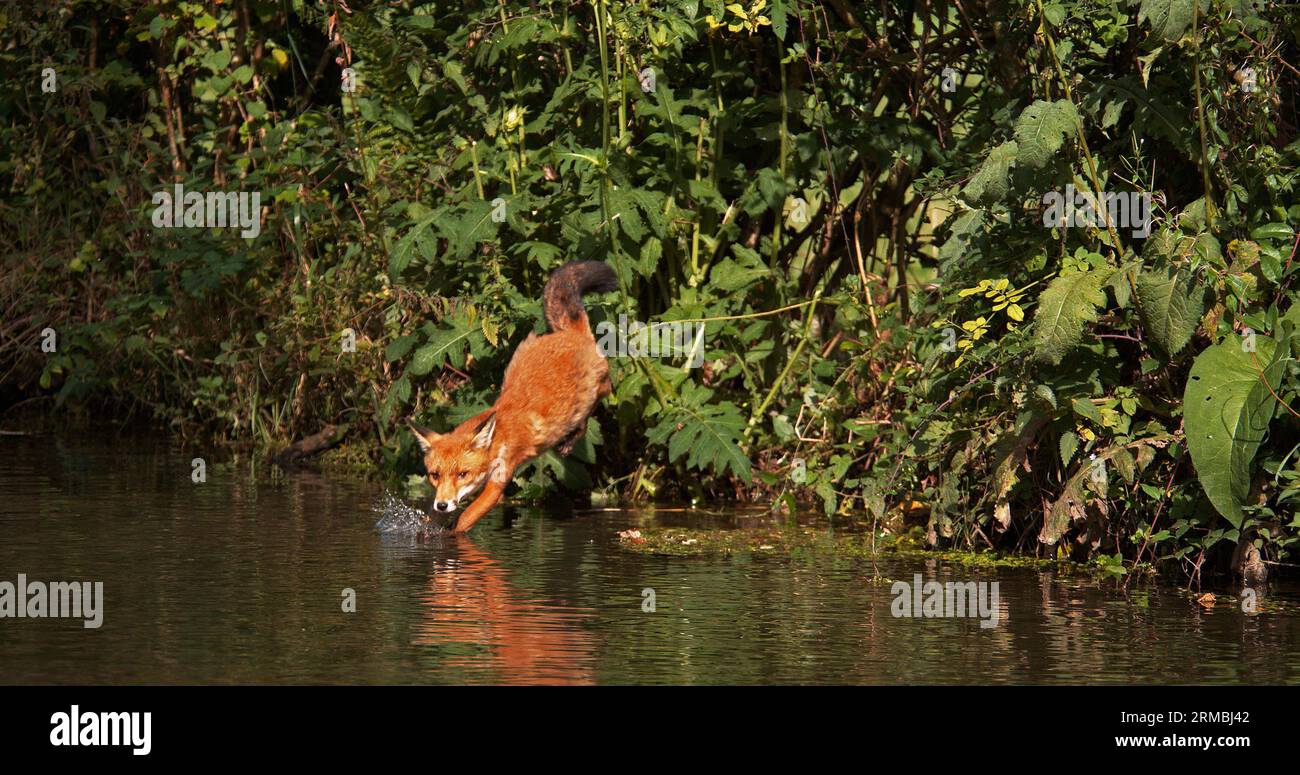Red Fox, vulpes vulpes, Adult crossing River, Normandy in France Stock ...