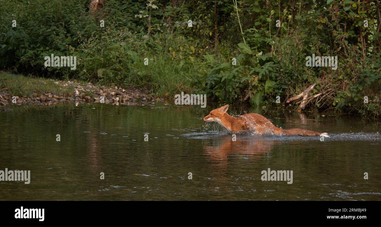 Red Fox, vulpes vulpes, Adult crossing River, Normandy in France Stock ...