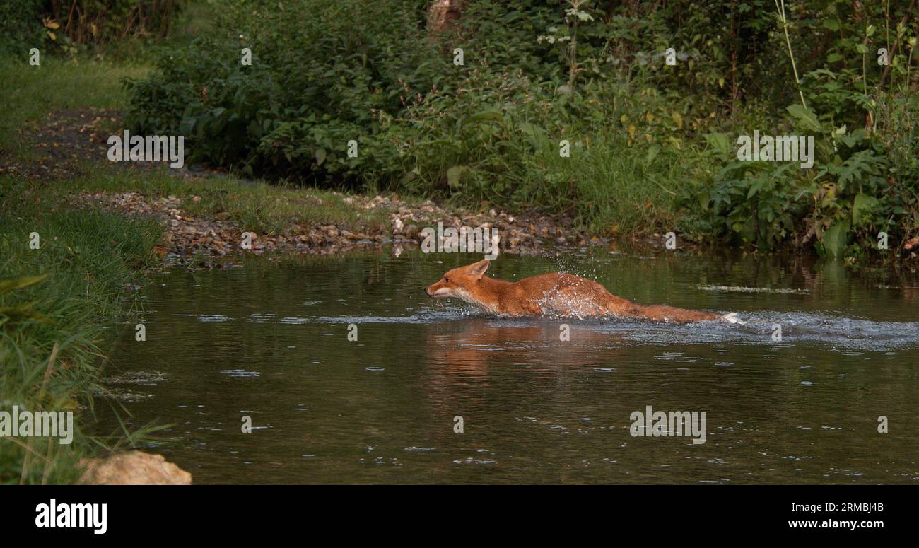 Red Fox, vulpes vulpes, Adult crossing River, Normandy in France Stock ...