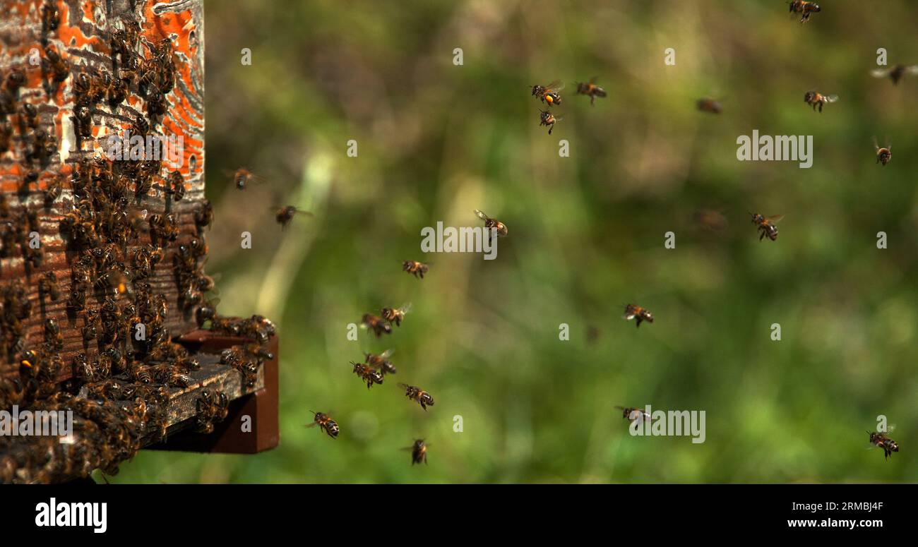 European Honey Bee, apis mellifera, Bees Going To The Hive, Insects in ...