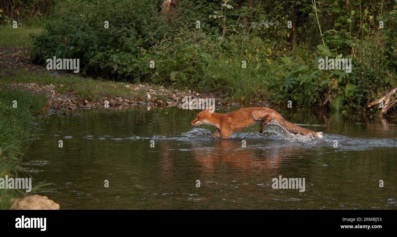 Red Fox, vulpes vulpes, Adult crossing River, Normandy in France Stock ...