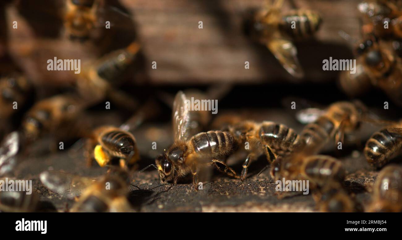 |European Honey Bee, apis mellifera, Black Bees standing at Hive ...