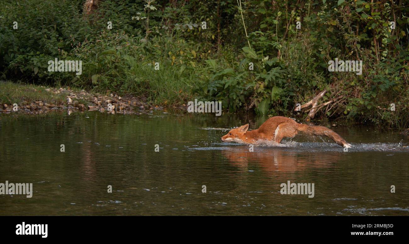Adult red fox crossing river hi-res stock photography and images - Alamy