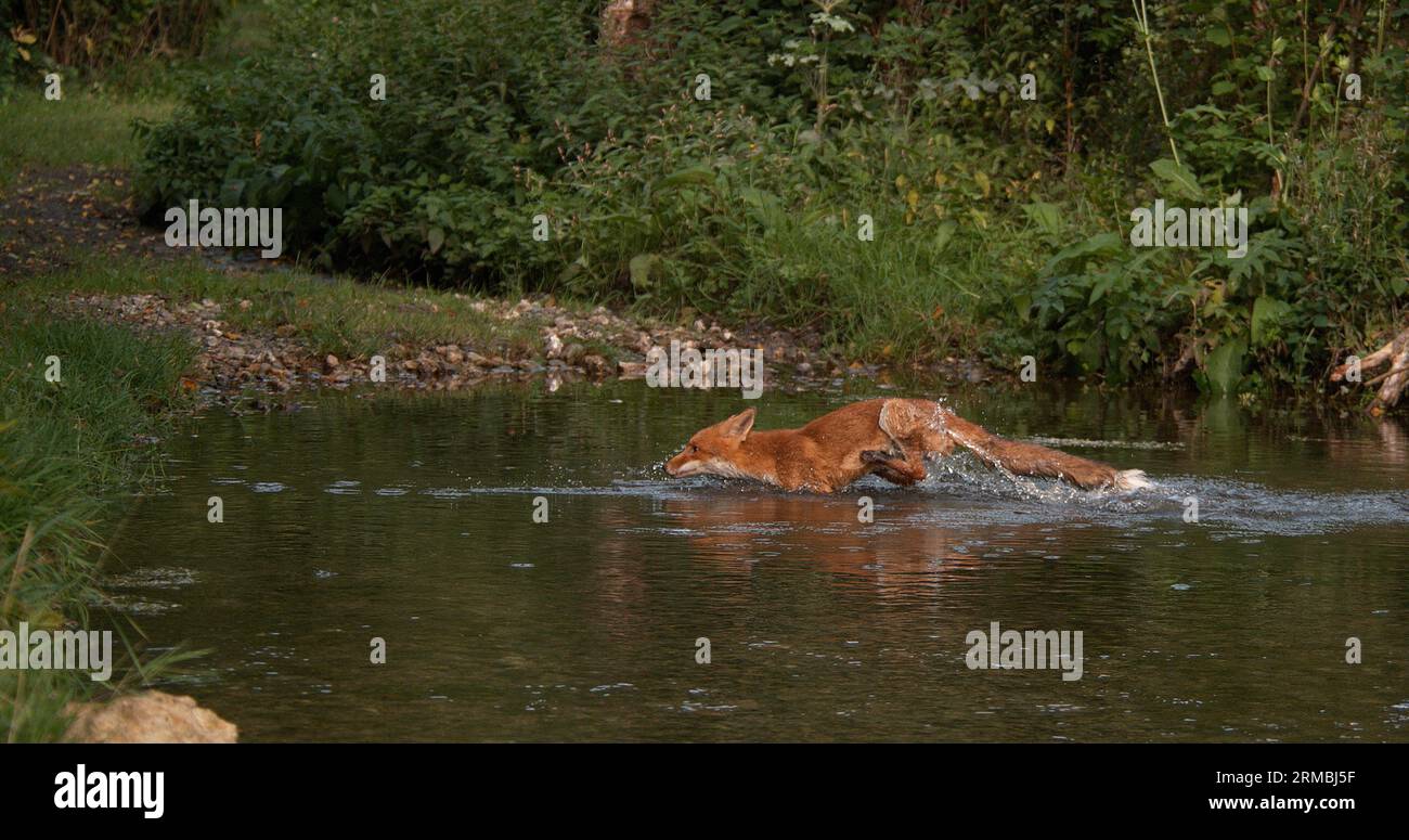 Red Fox, vulpes vulpes, Adult crossing River, Normandy in France Stock ...