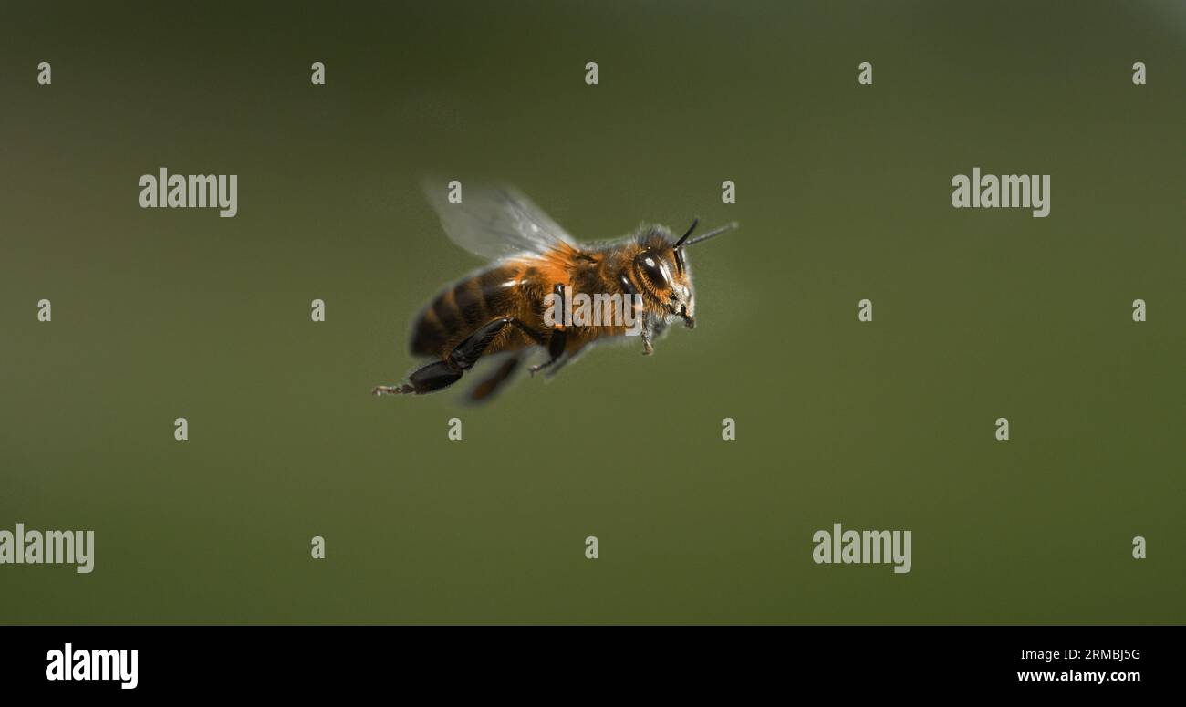 |European Honey Bee, apis mellifera, black Bee in Flight, Normandy ...