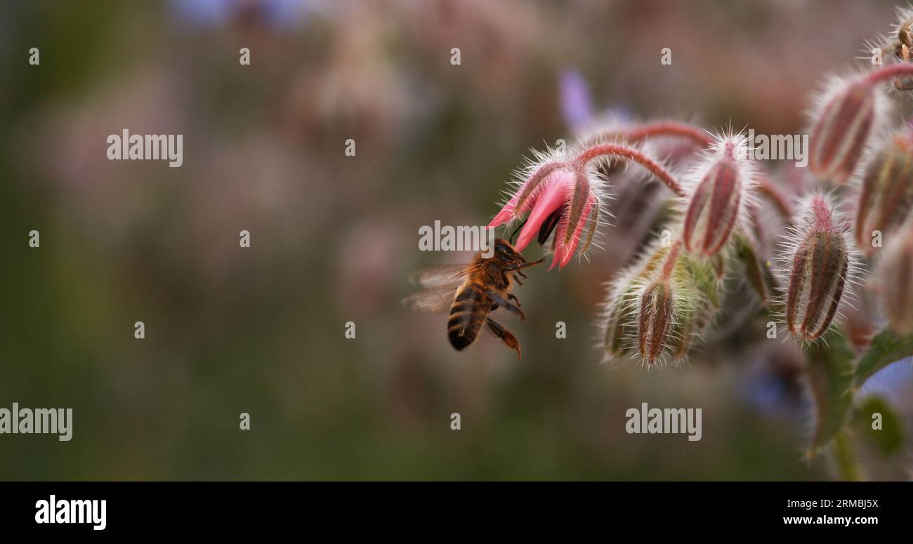 European Honey Bee, apis mellifera, Bee foraging a borage Flower ...