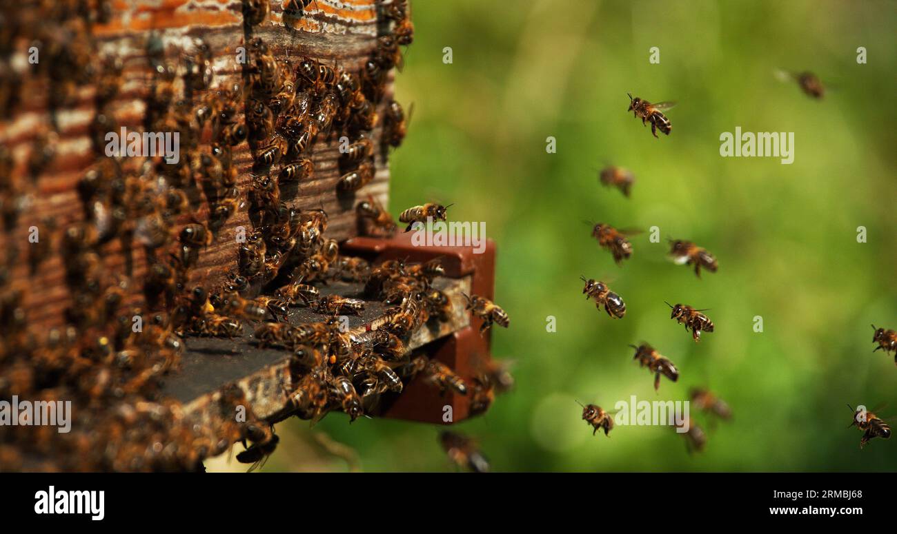 European Honey Bee, apis mellifera, Bees Going To The Hive, Insects in ...