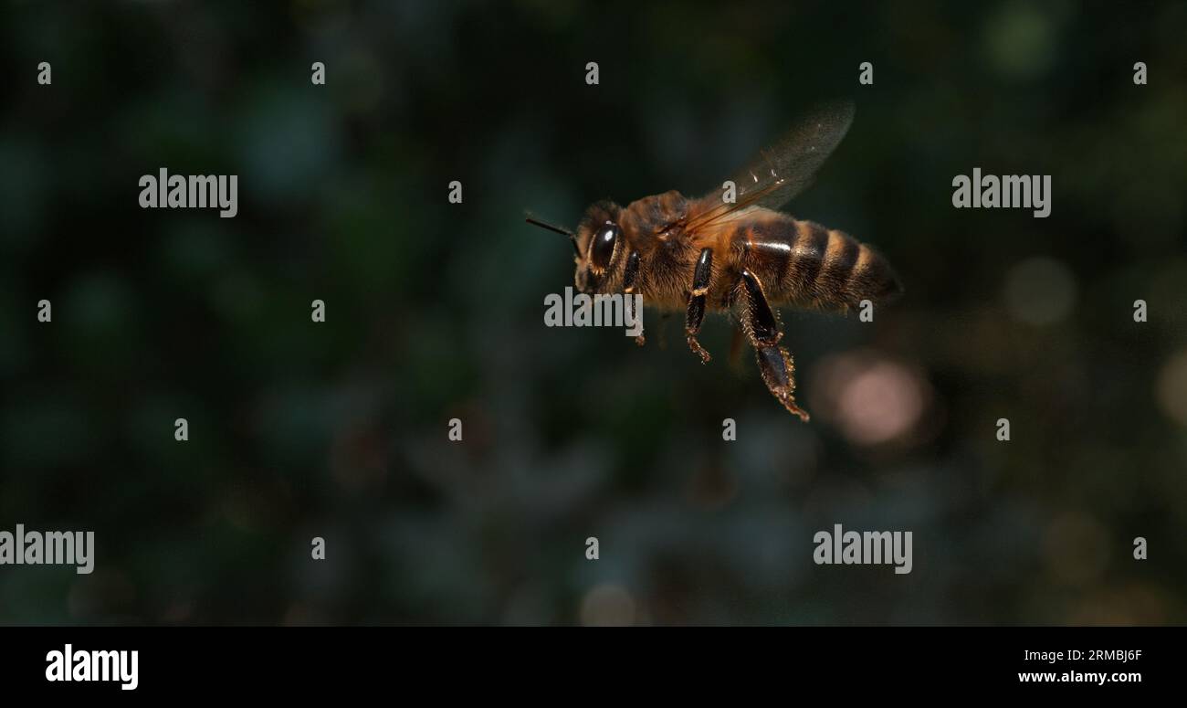 |European Honey Bee, apis mellifera, black Bee in Flight, Normandy ...