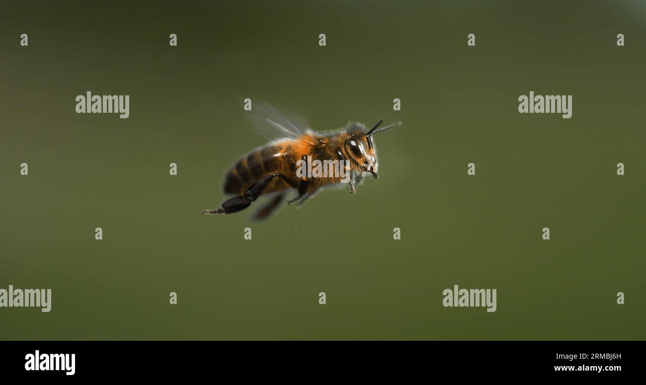 |European Honey Bee, apis mellifera, black Bee in Flight, Normandy ...