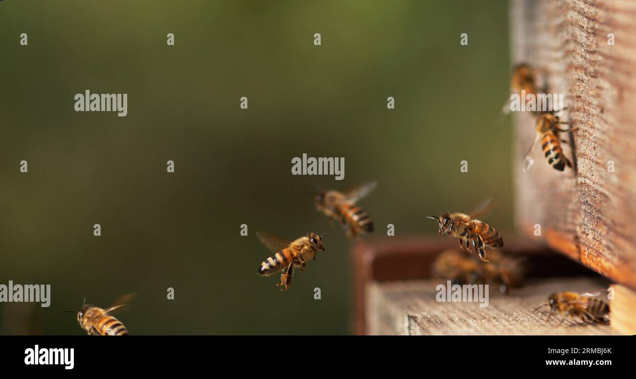 European Honey Bee, apis mellifera, Bees Going To The Hive, Insects in ...