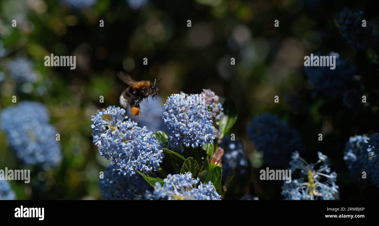 Bombus terrestris buff tailed bumblebee flying flower hi-res stock ...