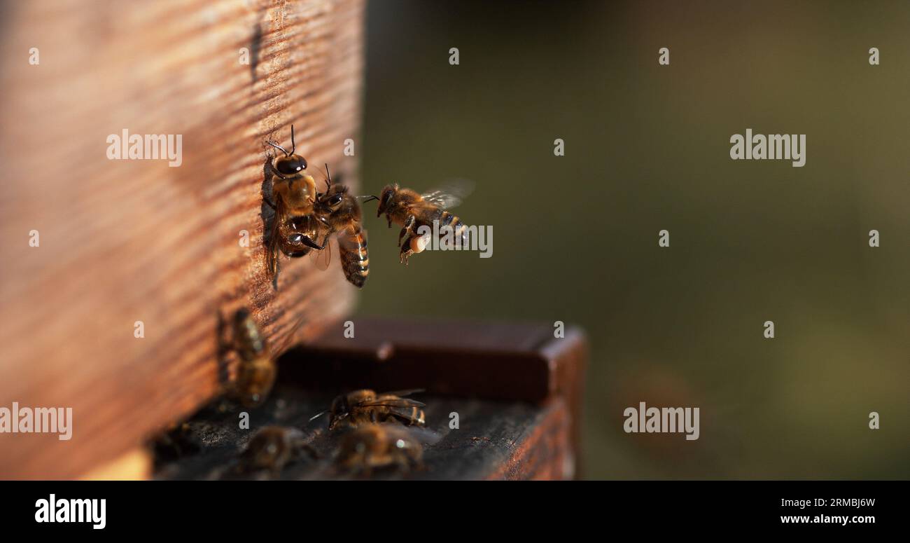European Honey Bee, apis mellifera, Bees Going To The Hive, Insects in ...