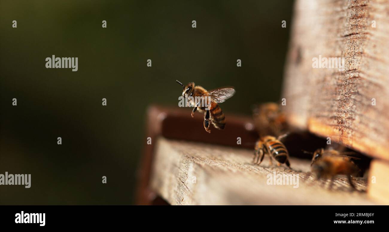 European Honey Bee, apis mellifera, Bees Going To The Hive, Insects in ...