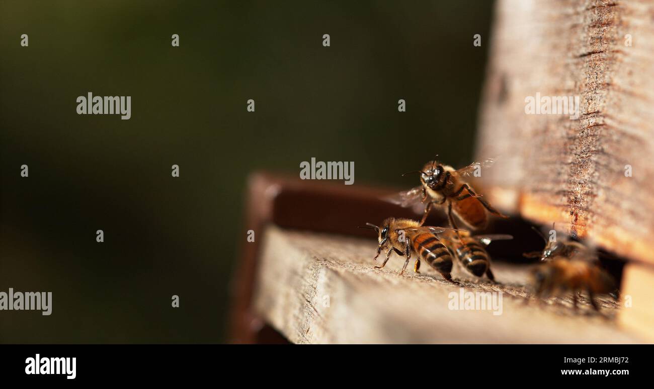 European Honey Bee, apis mellifera, Bees standing at the Entrance of ...