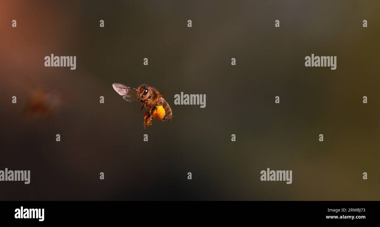 |European Honey Bee, apis mellifera, Black Bee in Flight, Return to the ...