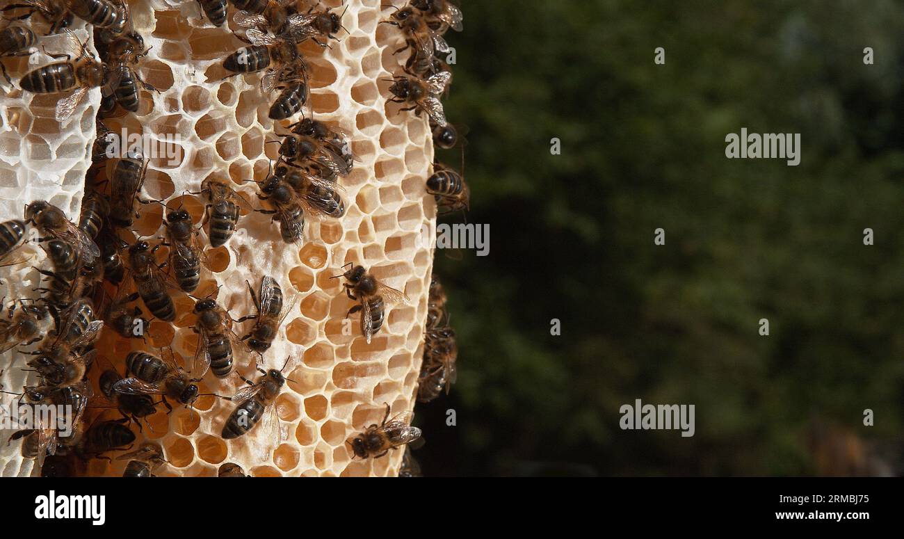 |European Honey Bee, apis mellifera, Black Bees on a wild Ray, Brood ...