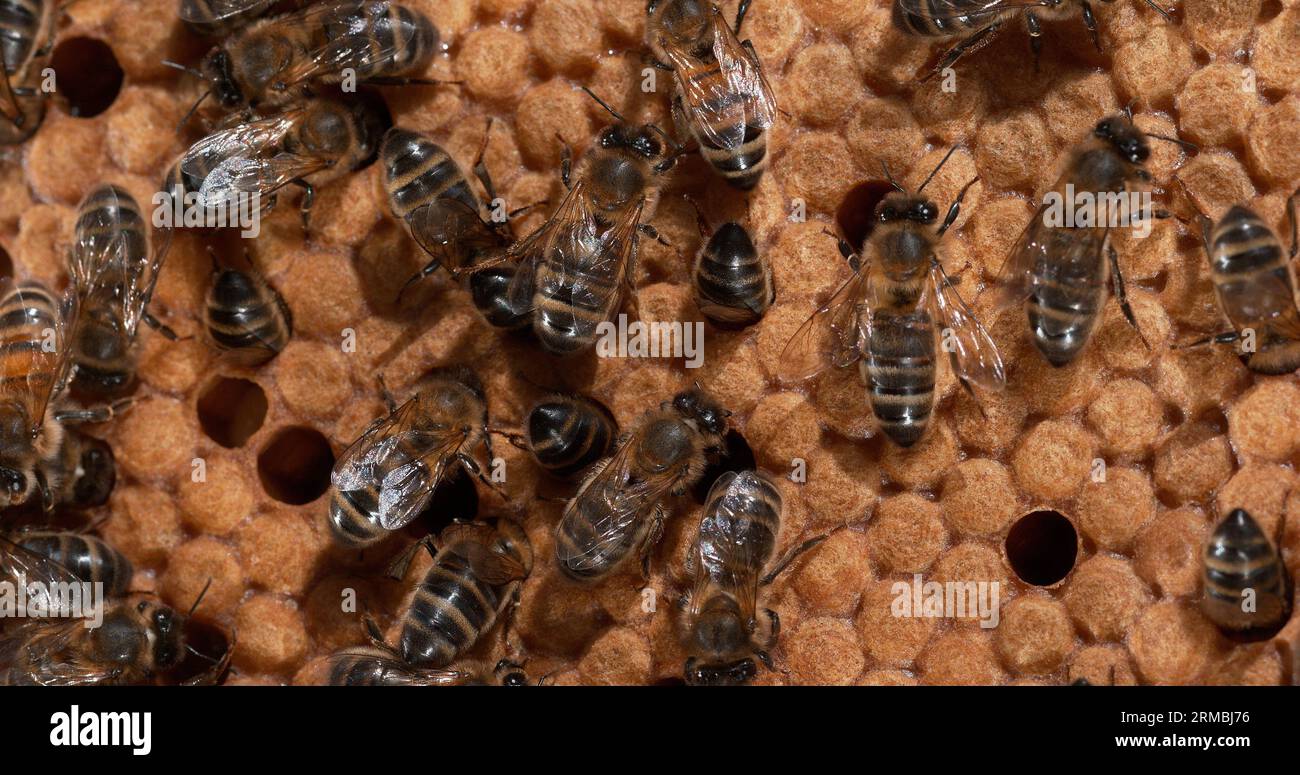 |European Honey Bee, apis mellifera, Black Bees on a wild Ray, Brood ...