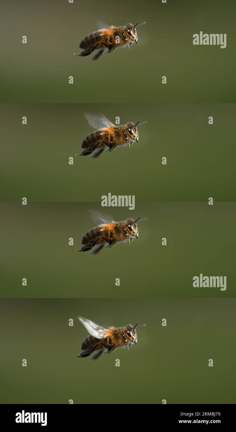 |European Honey Bee, apis mellifera, black Bee in Flight, Normandy Stock Photo - Alamy