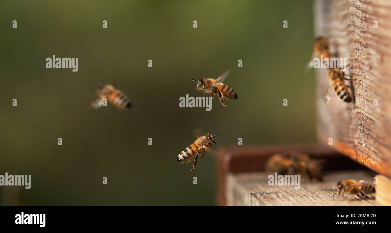 European Honey Bee, apis mellifera, Bees Going To The Hive, Insects in ...