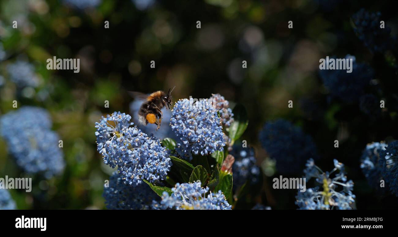 Buff-tailed Bumble Bee, Bombus Terrestris, which Purses a Ceanothe ...