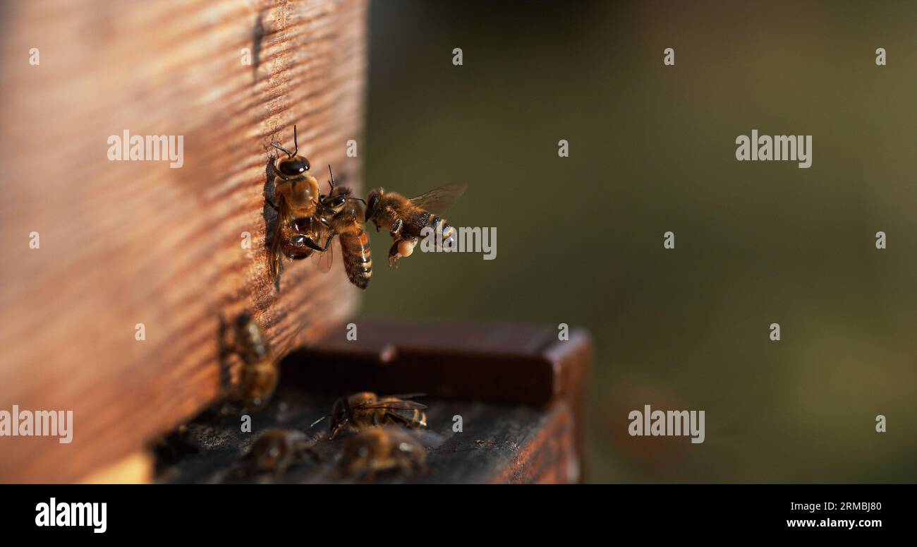 European Honey Bee, apis mellifera, Bees Going To The Hive, Insects in ...