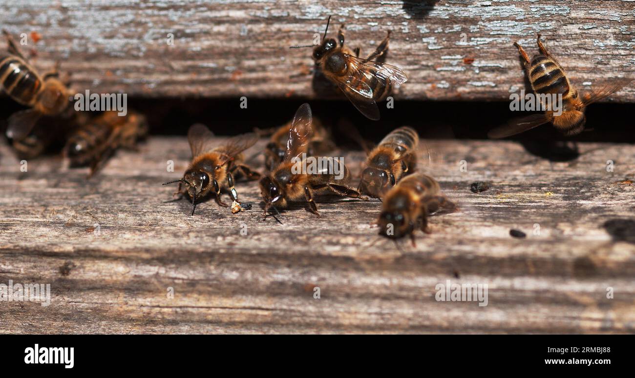 European Honey Bee, apis mellifera, Bees standing at the Entrance of ...