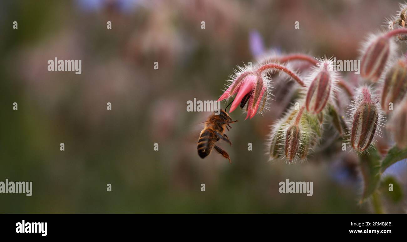 European Honey Bee, apis mellifera, Bee foraging a borage Flower ...