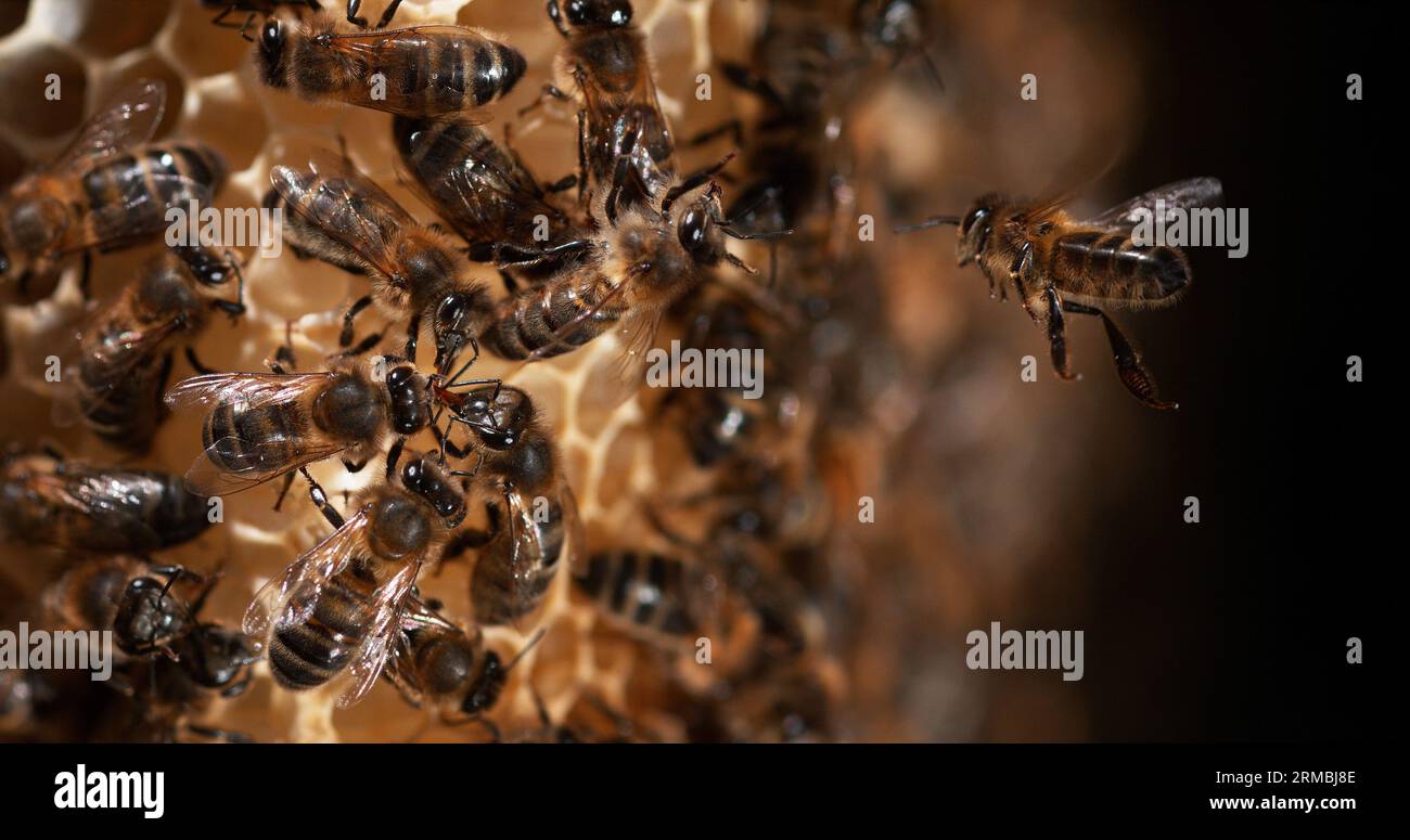 |European Honey Bee, apis mellifera, Black Bees on a wild Ray, Brood ...