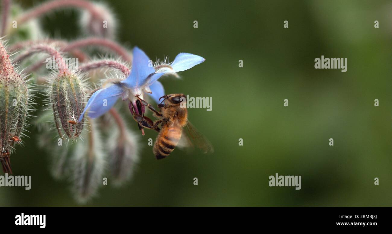 European Honey Bee, apis mellifera, Bee foraging a borage Flower ...