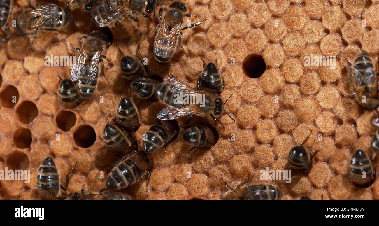 |European Honey Bee, apis mellifera, Black Bees on a wild Ray, Brood ...