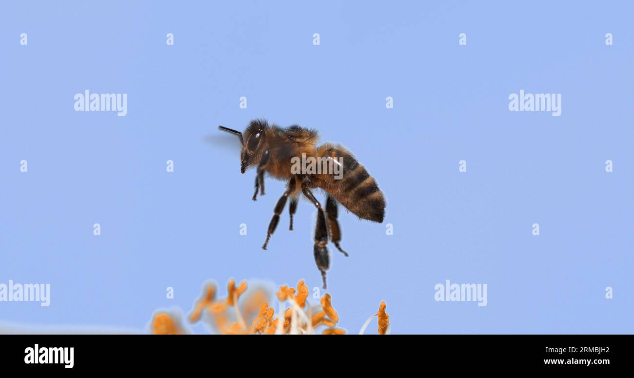 |European Honey Bee, apis mellifera, Bee in Flight, Foraging Flower ...