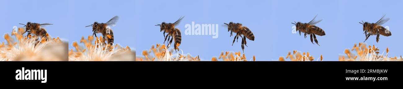 Pollinisation pollination hi-res stock photography and images - Alamy