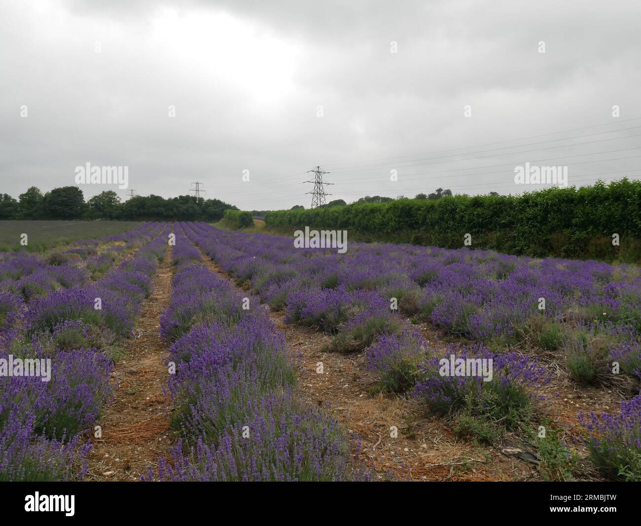 Lavender Farm, Kent Stock Photo - Alamy