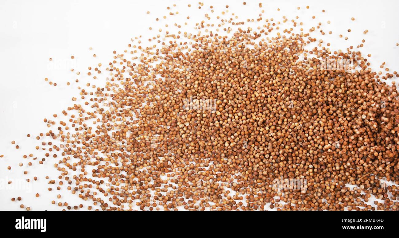 Coriander, coriandrum sativum, seeds falling against White Background Stock Photo - Alamy