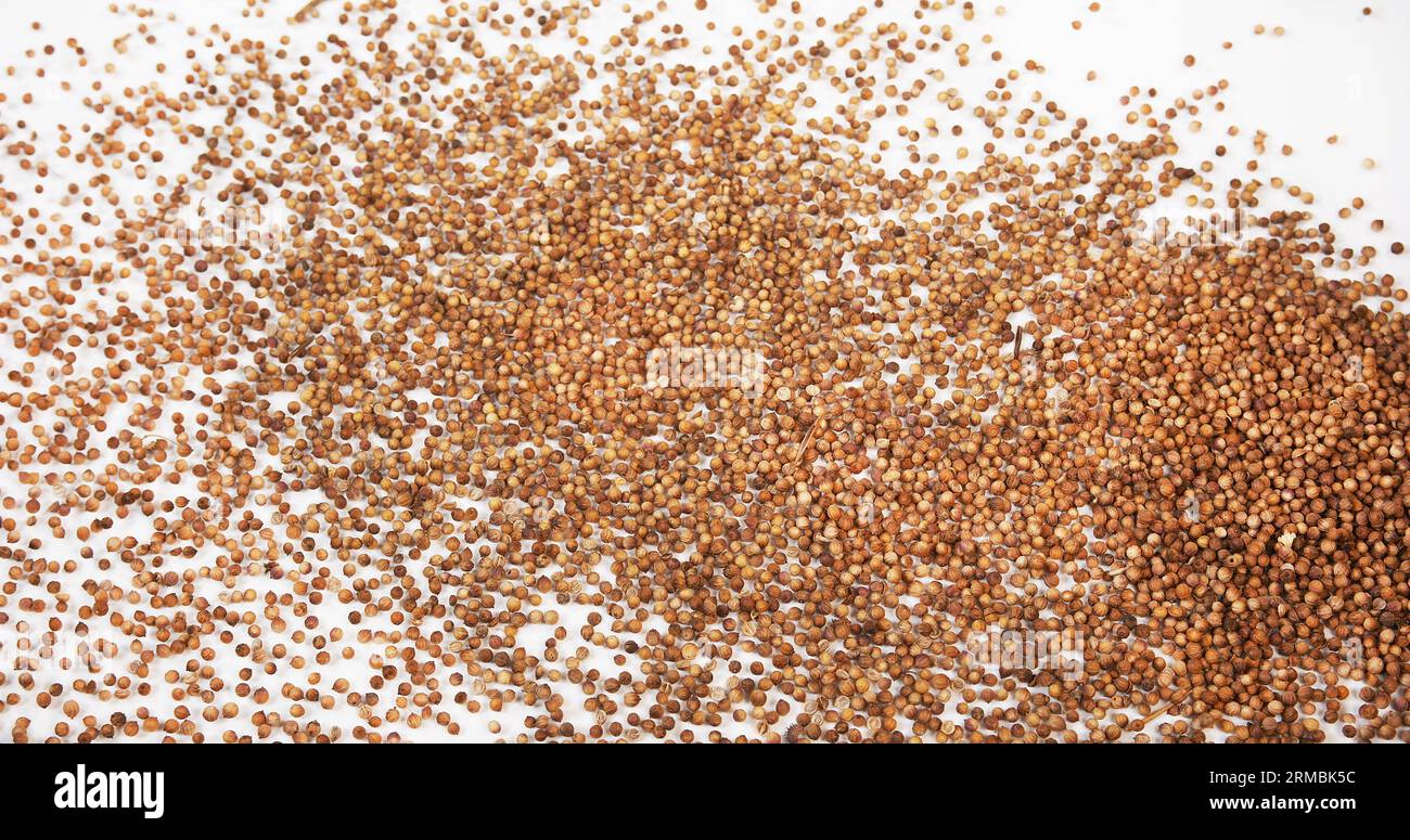 Coriander, coriandrum sativum, seeds falling against White Background Stock Photo - Alamy