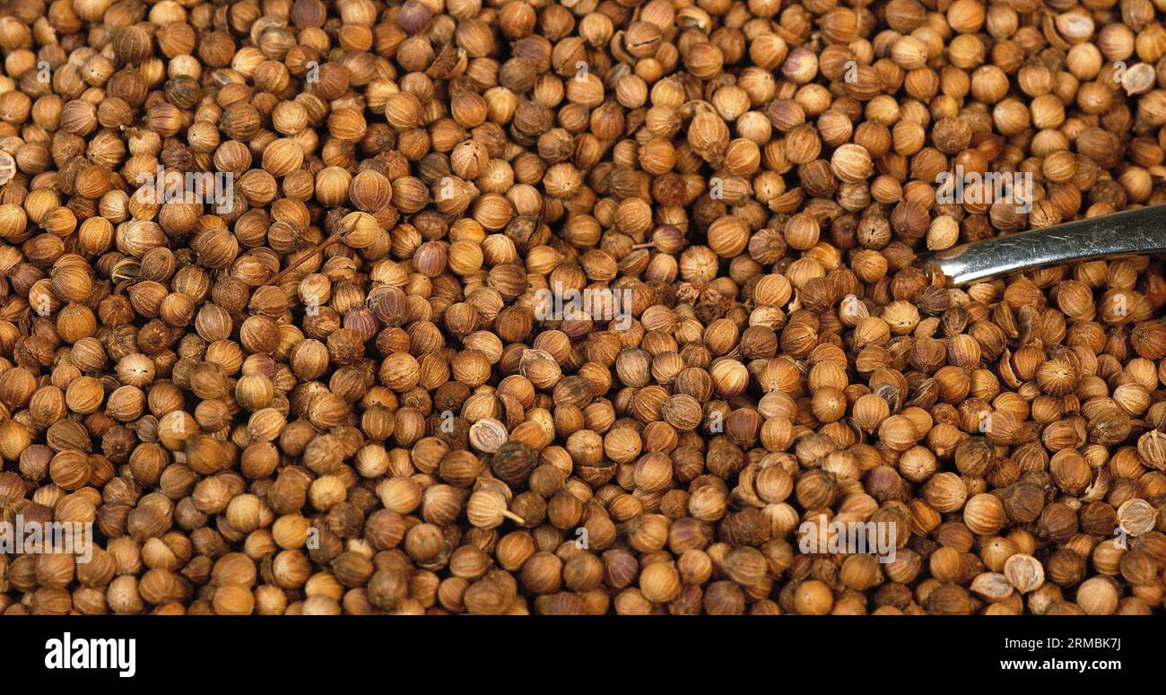 Coriander, coriandrum sativum, seeds falling against White Background Stock Photo - Alamy