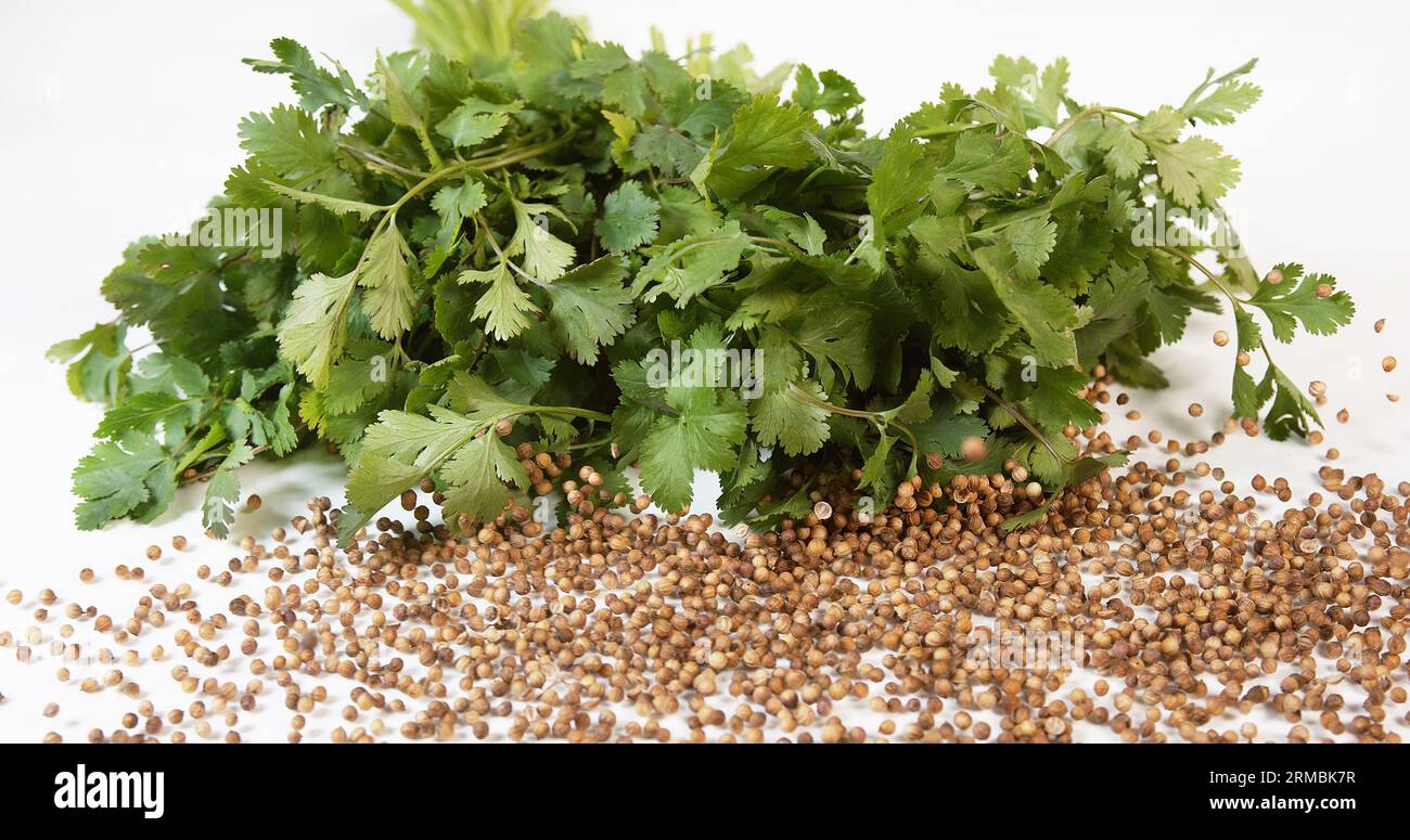 Coriander, coriandrum sativum, Fresh Herbs and seeds against White Background Stock Photo - Alamy