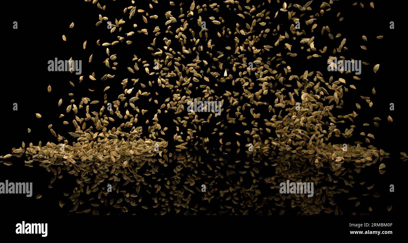 Cardamom, elettaria Cardamomum, spice falling against Black Background ...